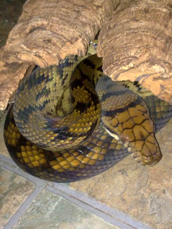 Scrub Pythons | Reptile Forums